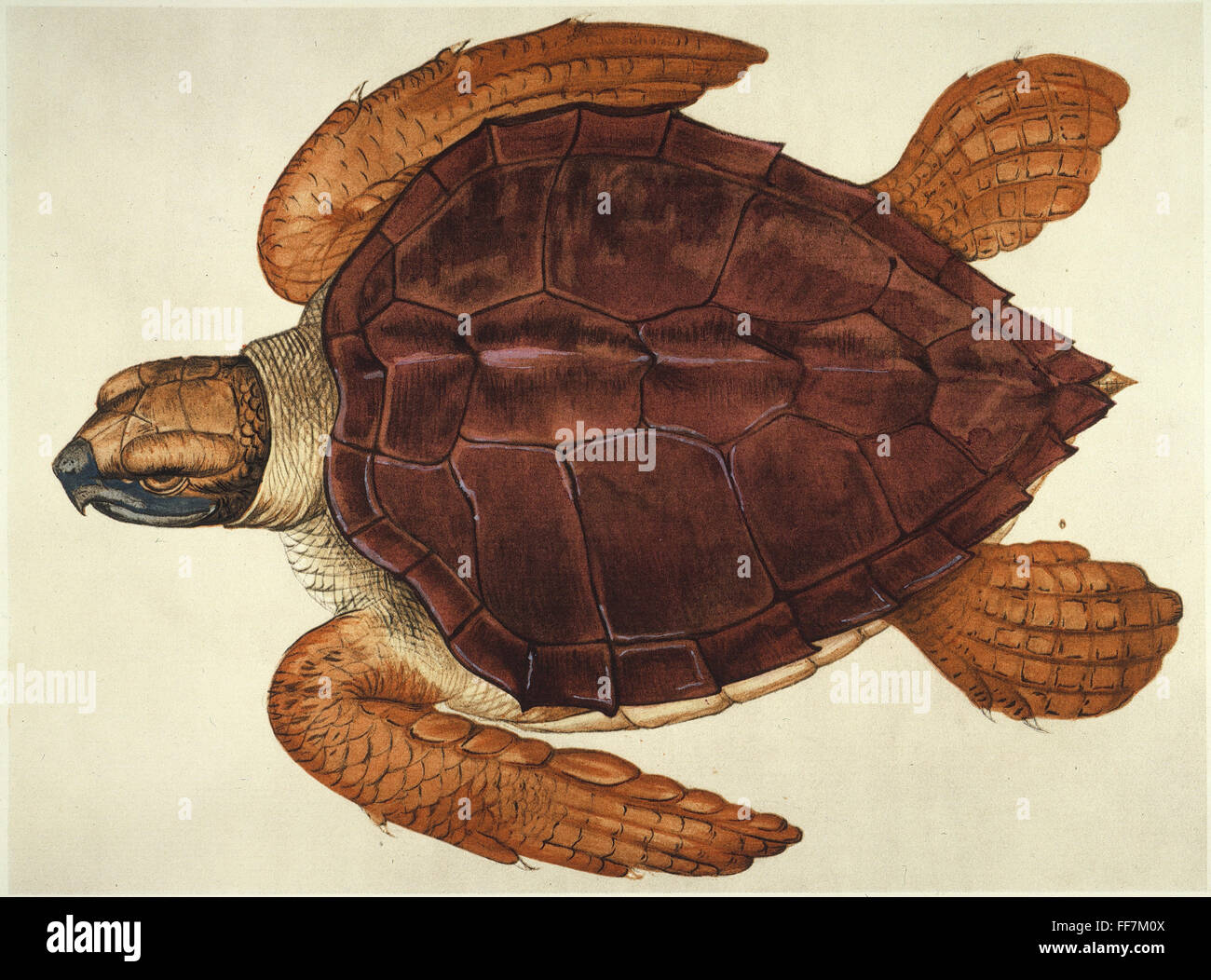 LOGGERHEAD TURTLE, 1585. /nCaretta caretta caretta: watercolor, c1585 ...
