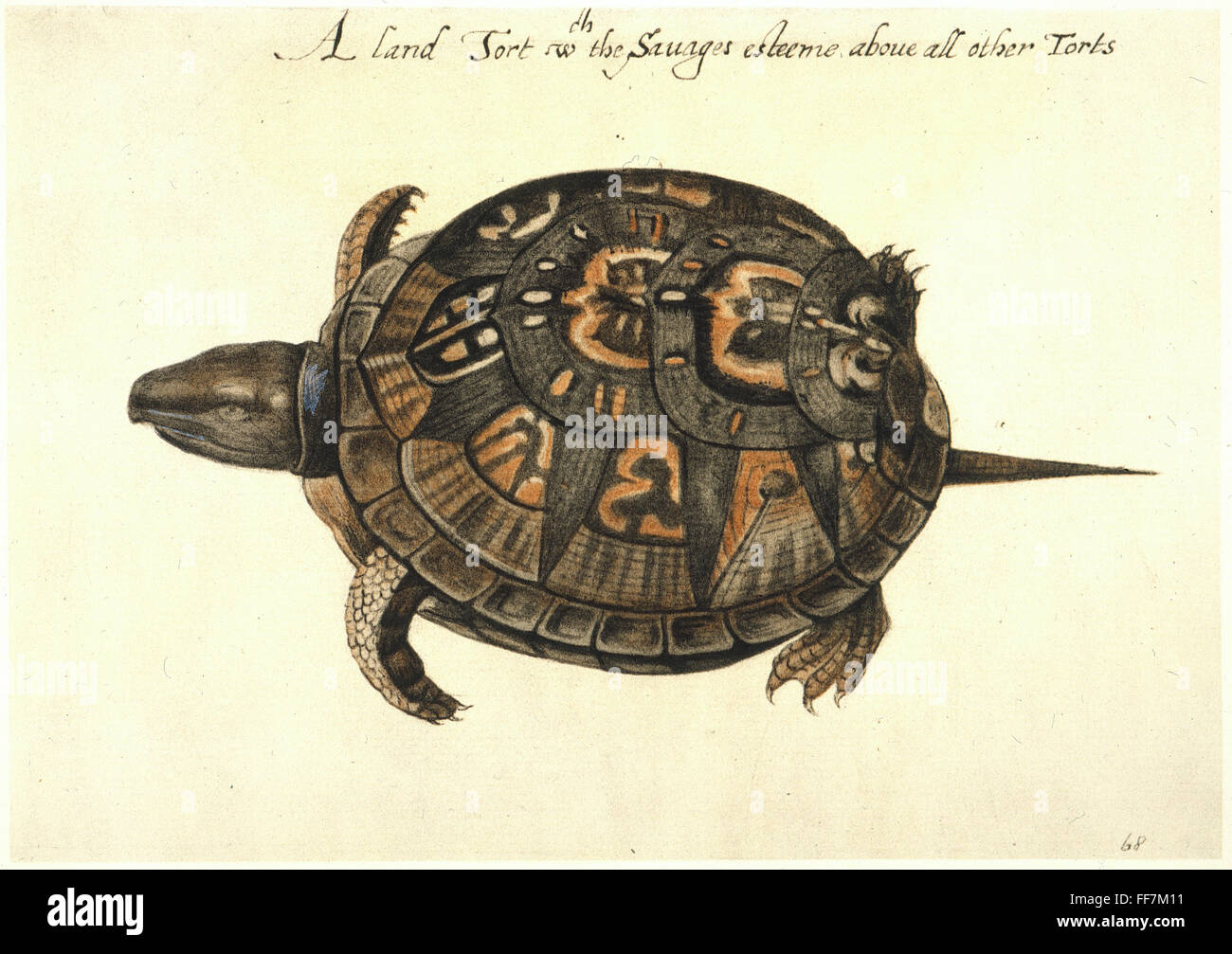 COMMON BOX TORTOISE, 1585. /nTerrapene carolina carolina: watercolorm ...