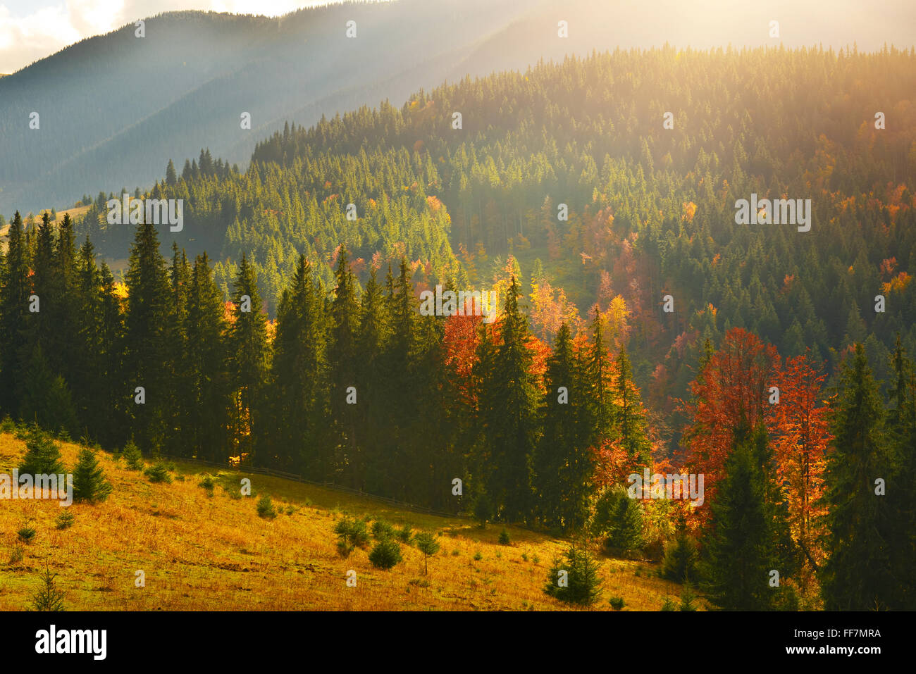 Mixed forest hi-res stock photography and images - Alamy