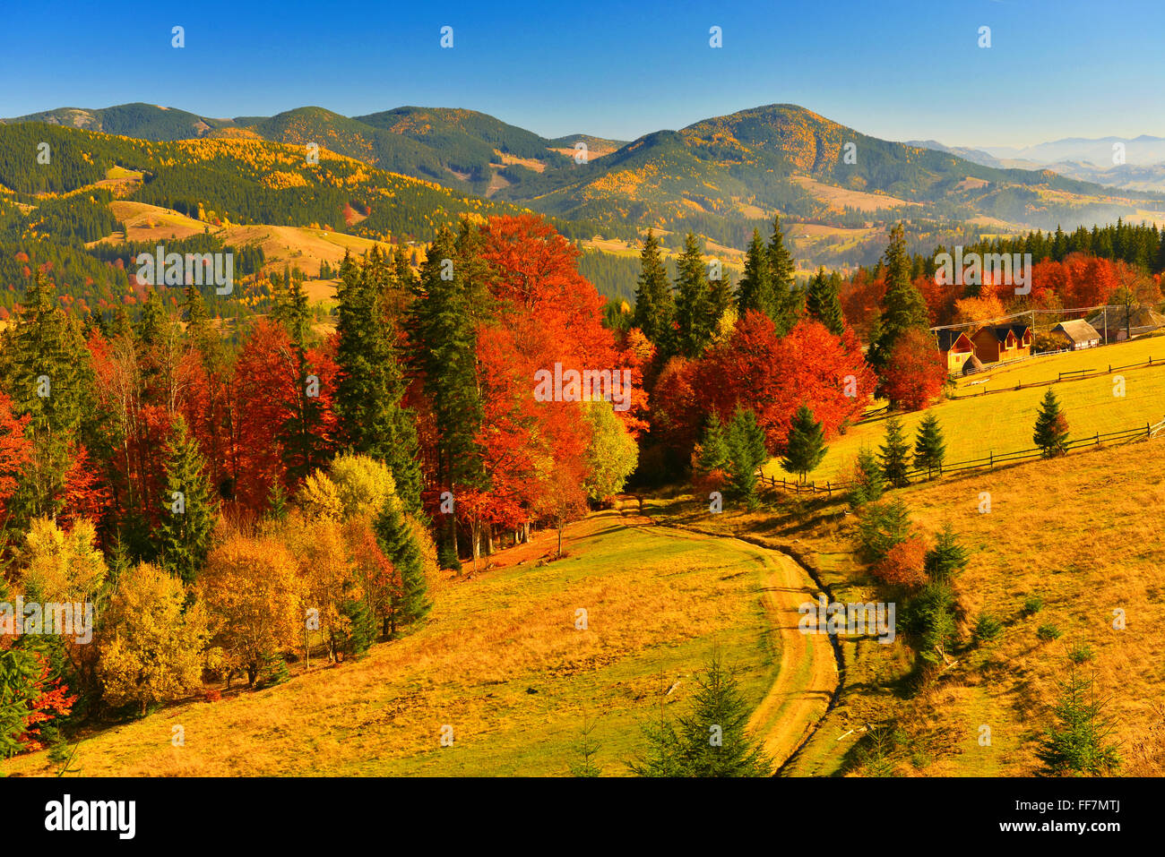 Mixed forest hi-res stock photography and images - Alamy