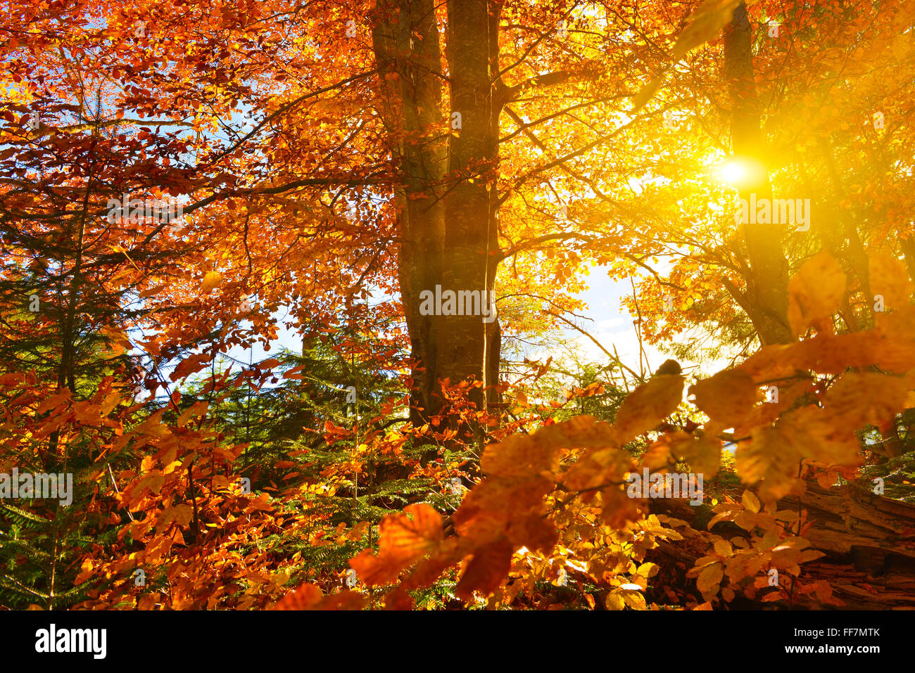 Bright sunlight hi-res stock photography and images - Alamy