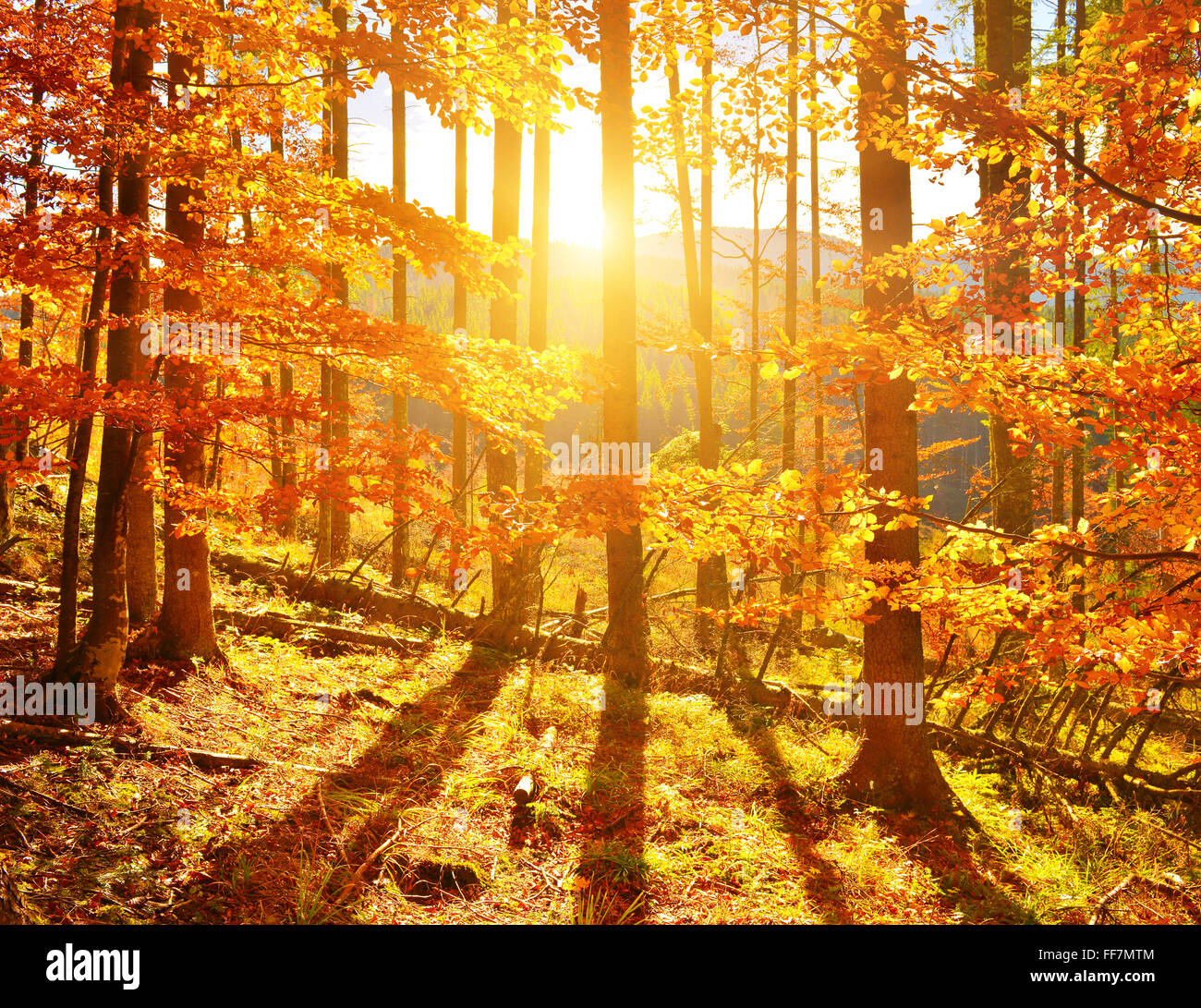 Bright sunlight sun hi-res stock photography and images - Alamy