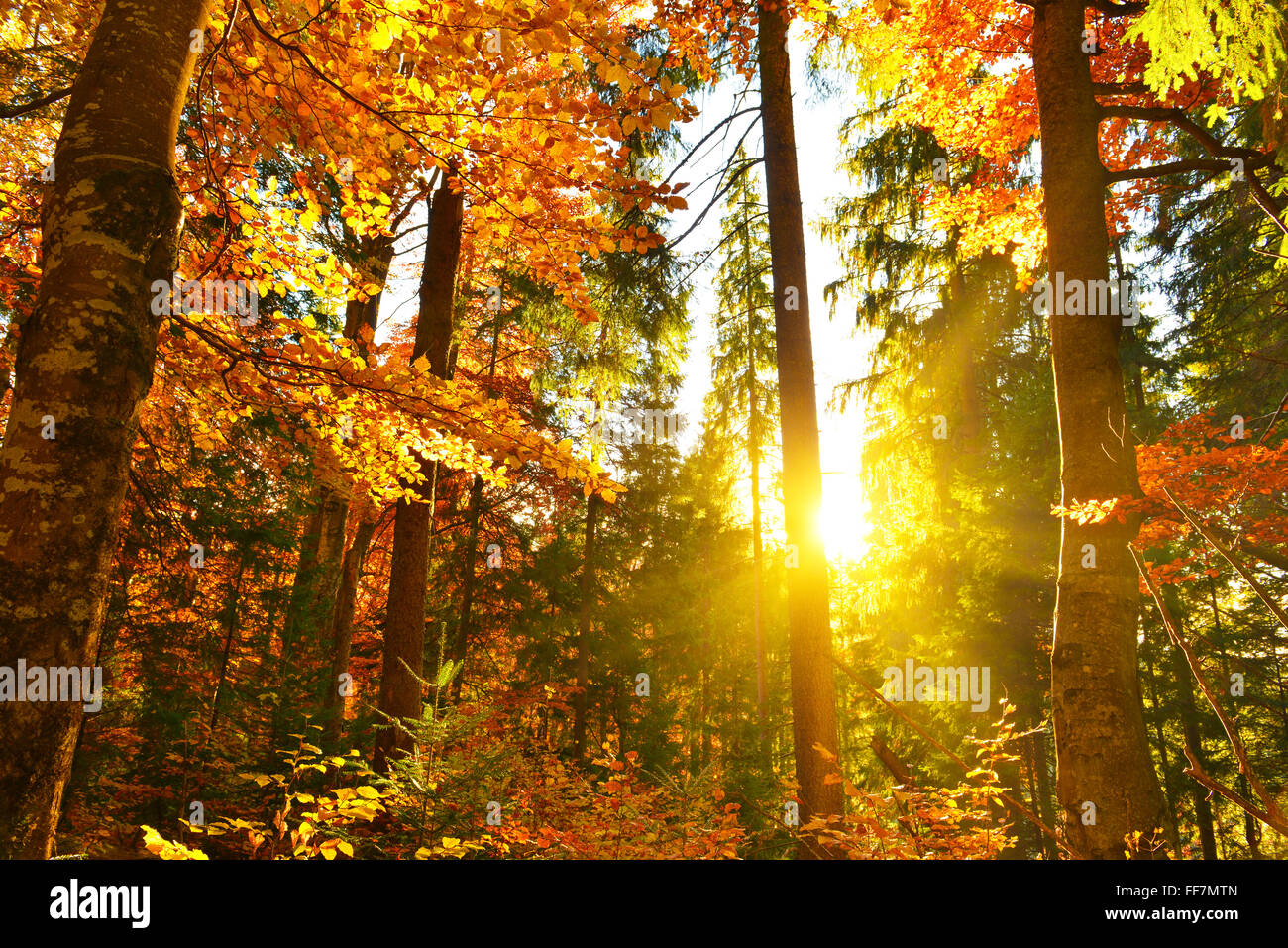 Bright and colorful forest hi-res stock photography and images - Alamy