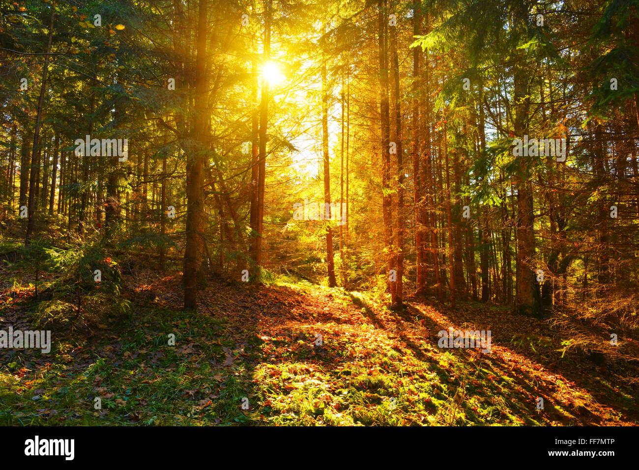 Bright fall sun hi-res stock photography and images - Alamy