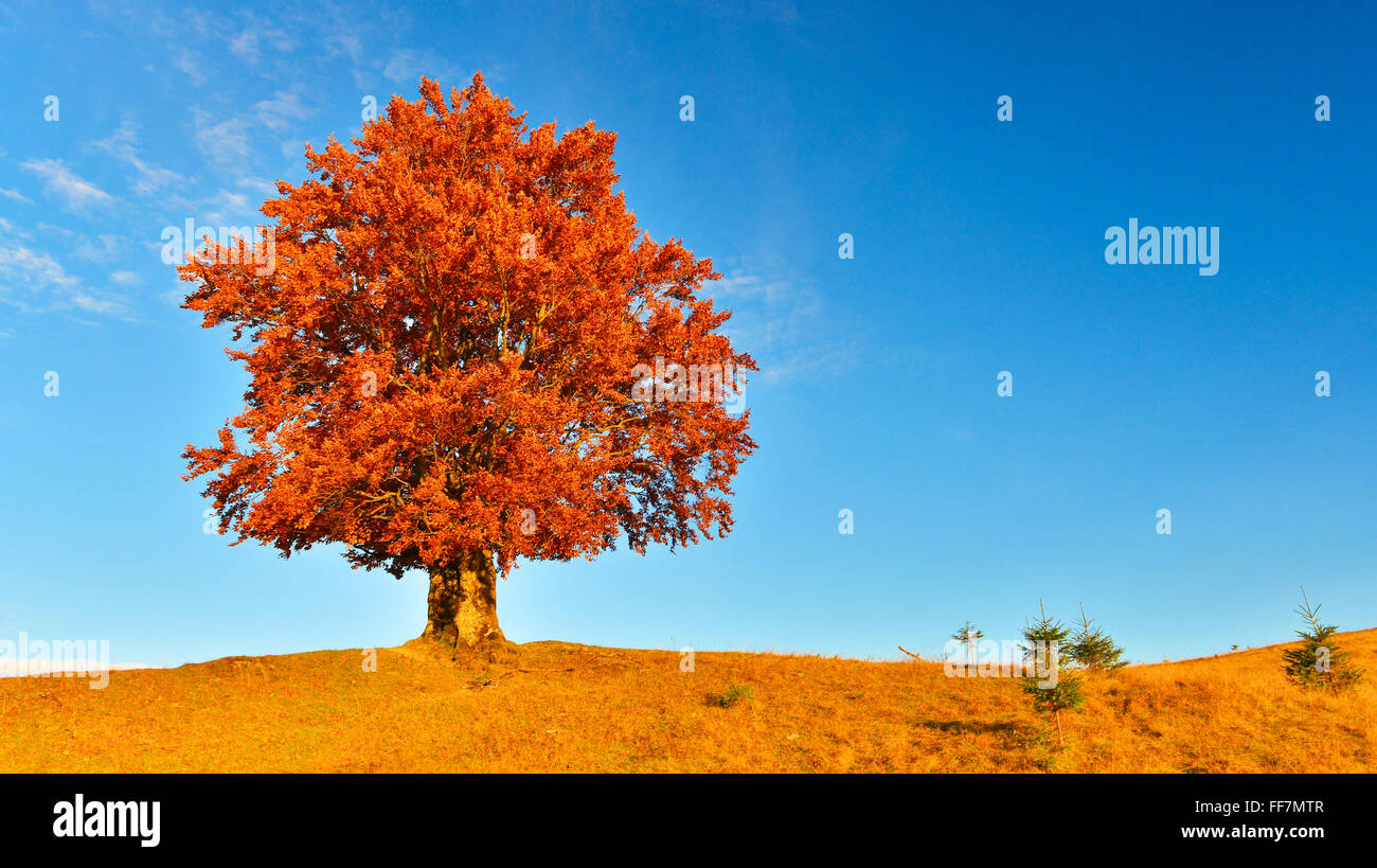 The powerful tree hi-res stock photography and images - Alamy