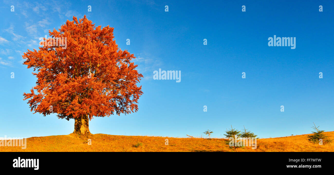 The powerful tree hi-res stock photography and images - Alamy