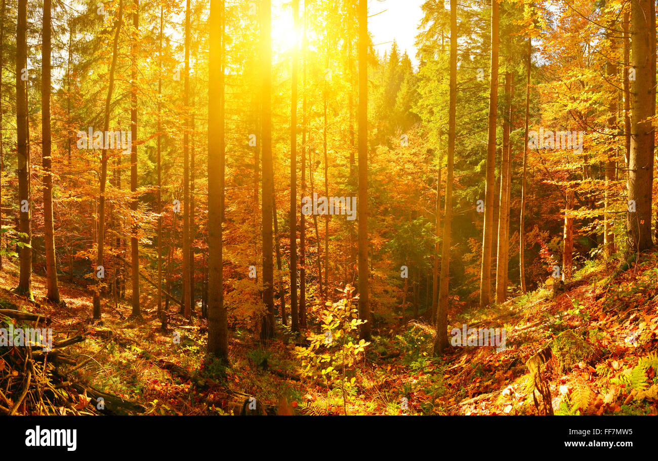 Bright sunlight hi-res stock photography and images - Alamy