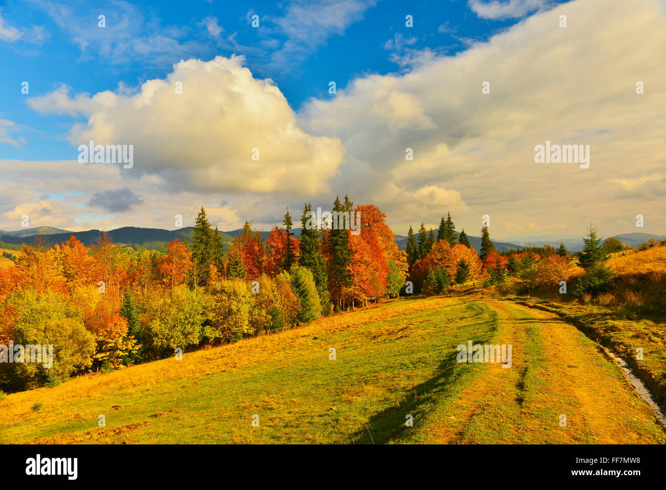 Mixed forest trees hi-res stock photography and images - Alamy