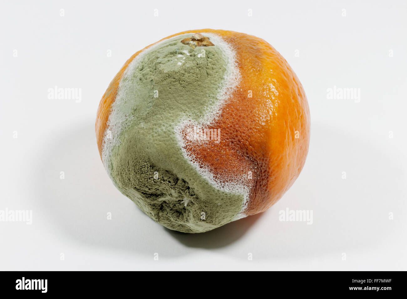 Fungal decay hi-res stock photography and images - Alamy