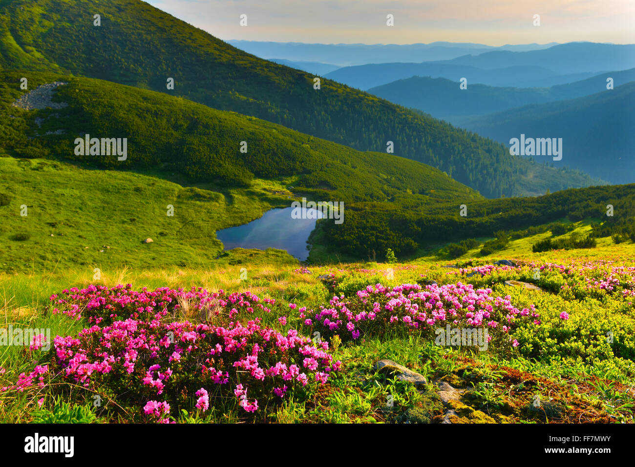Rhododendron lake hi-res stock photography and images - Alamy