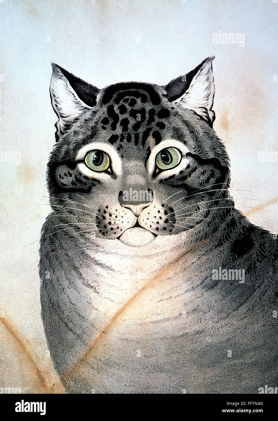 CURRIER & IVES: CAT./n'The Favorite Cat.' Lithograph, undated by ...