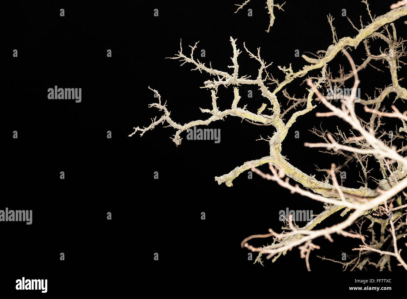 Scary branch of a tree Stock Photo - Alamy
