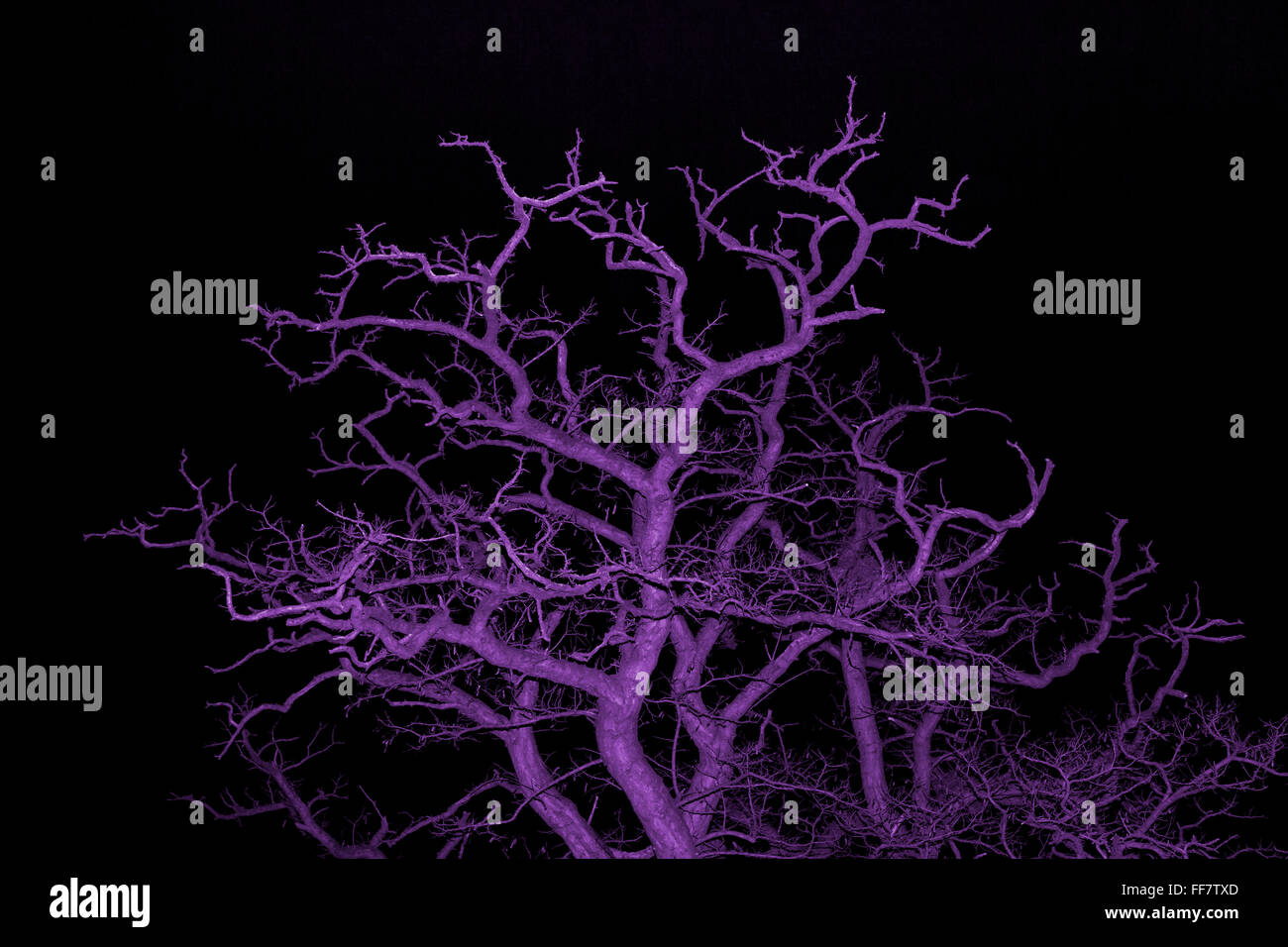 Violet illuminated tree by night Stock Photo - Alamy