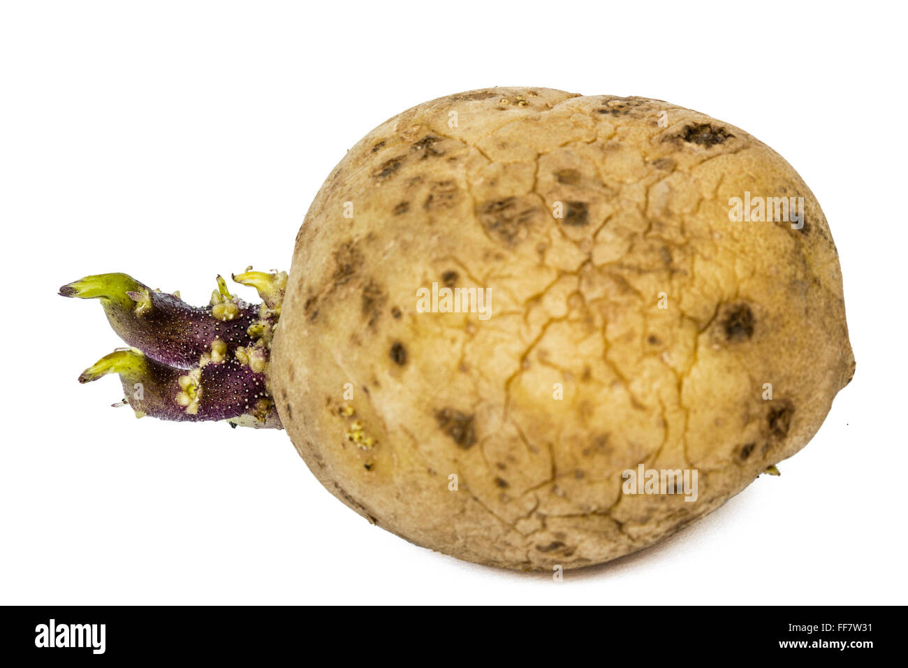 Potatoes with sprouts, isolated on white background Stock Photo - Alamy