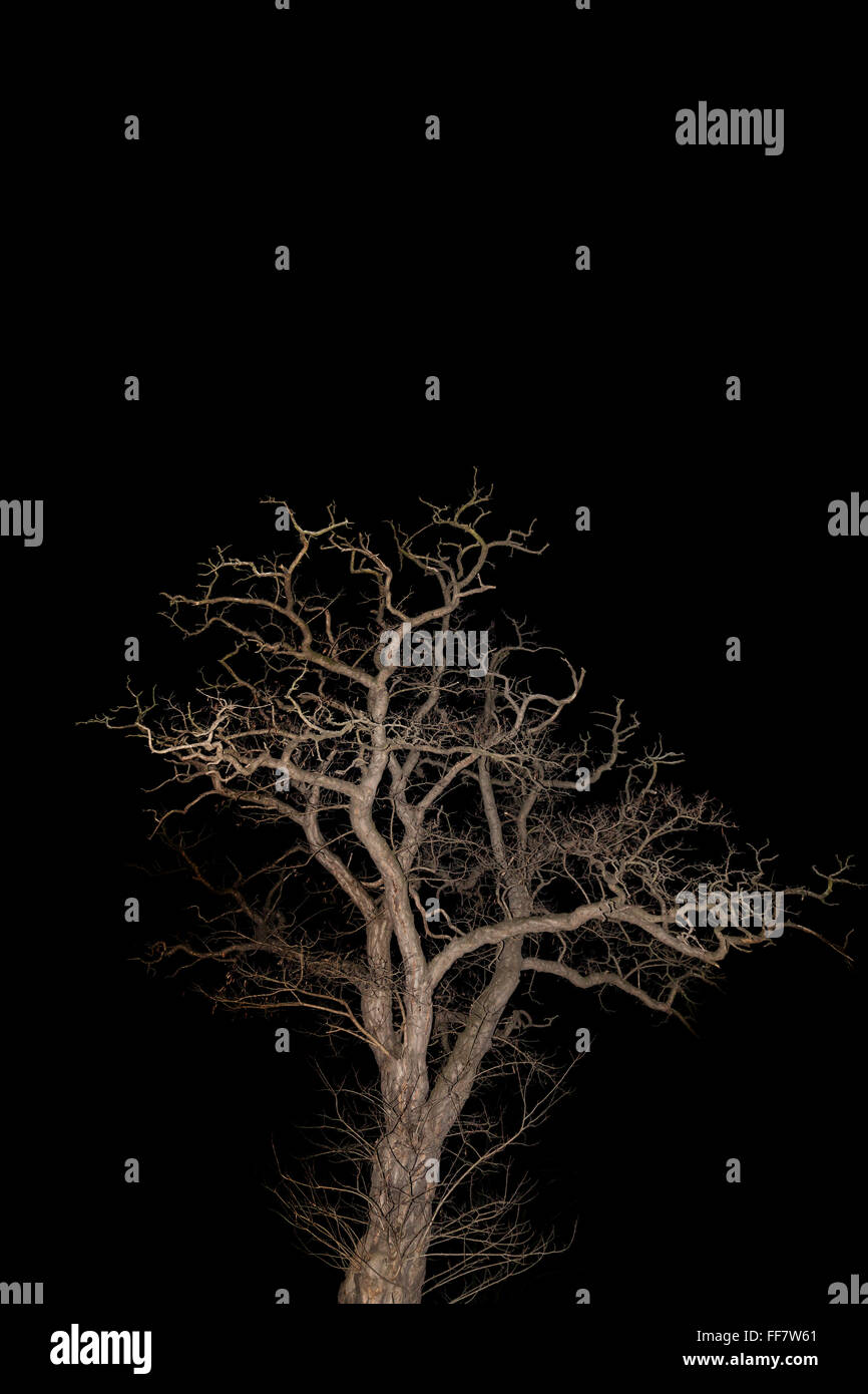Bare tree by night Stock Photo - Alamy