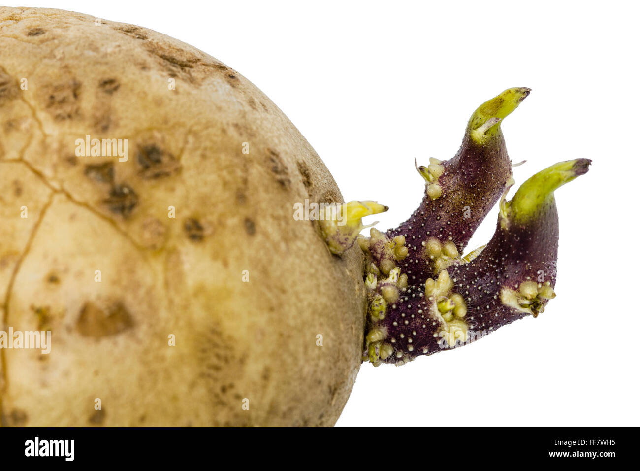 Potatoes with sprouts close-up, isolated on white background Stock ...