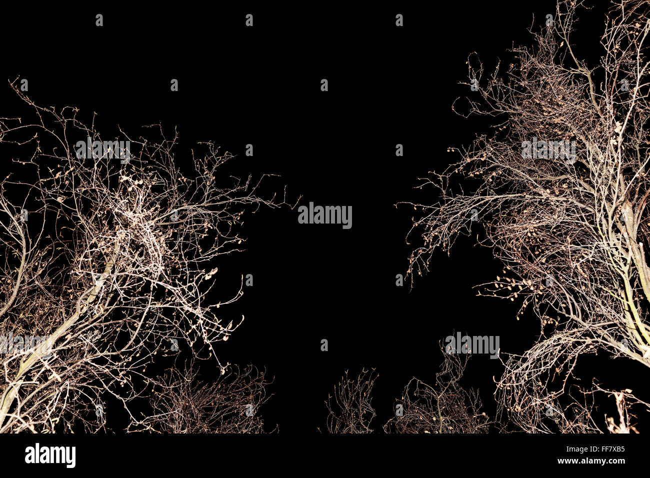 Bushes by night Stock Photo - Alamy