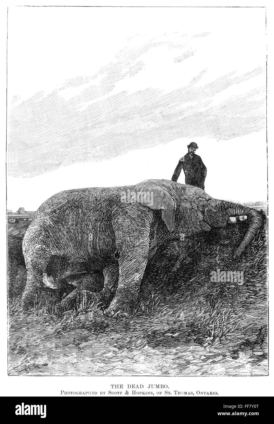 JUMBO: DEATH, 1885. /nThe body of P.T. Barnum's elephant, Jumbo, after ...