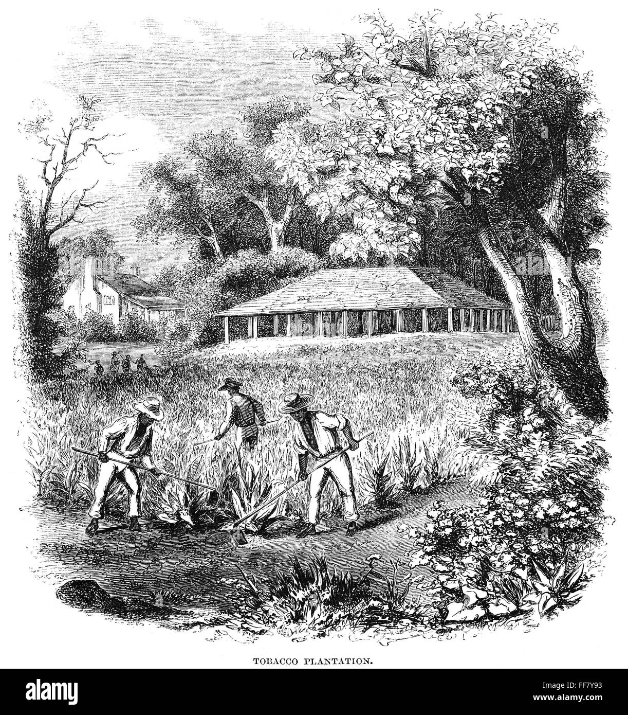 TOBACCO PLANTATION, 1855. /nA Virginia tobacco plantation. Wood ...