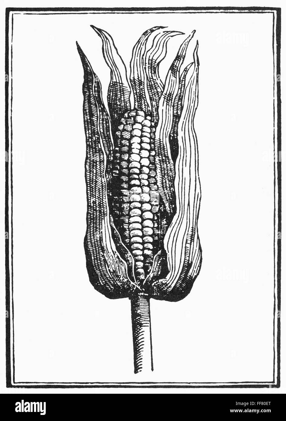 BOTANY: CORN, 1535. /nZea mays. The oldest printed picture of an ear of ...
