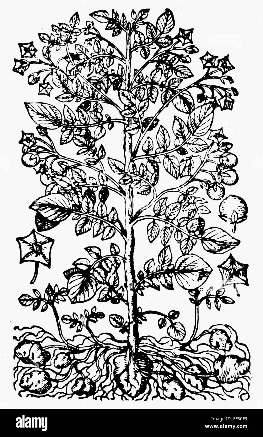 BOTANY: POTATO PLANT. /nSolanum tuberosum. Woodcut from Caspard Bauhin ...
