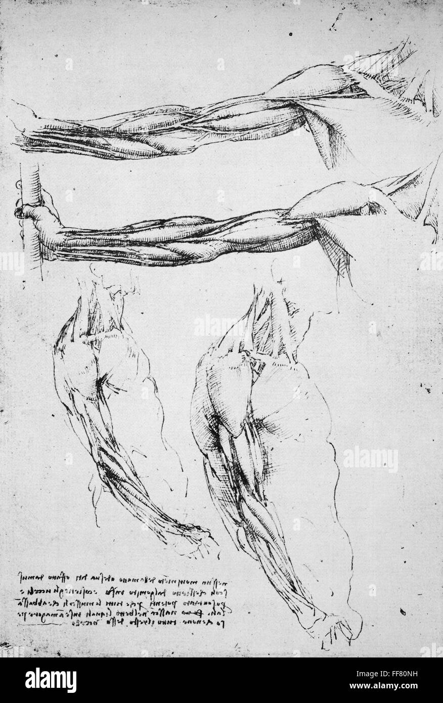 LEONARDO: ANATOMY. /nMusculature of the upper extremity. Drawing, c1510 ...