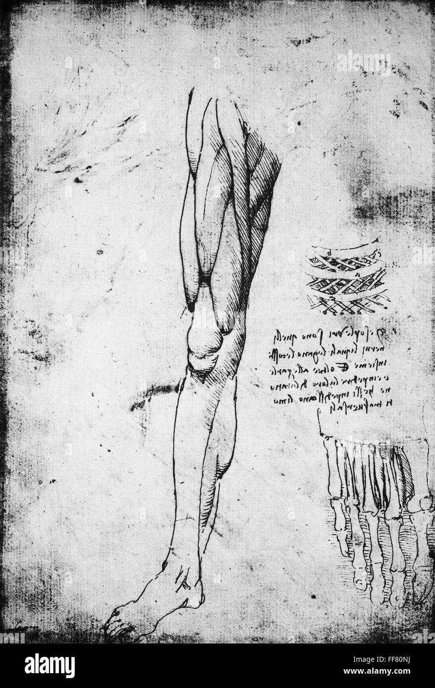 LEONARDO: ANATOMY. /nMusculature of the lower extremity. Drawing, c1510 ...
