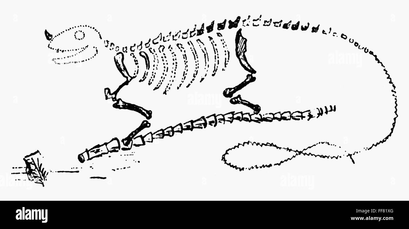 DINOSAUR: IGUANODON. /nDrawing of the first reconstruction of the ...