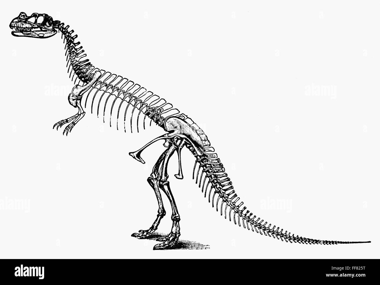 DINOSAUR: CERATOSAURUS. /nSkeleton of the Jurassic saurischian dinosaur ...