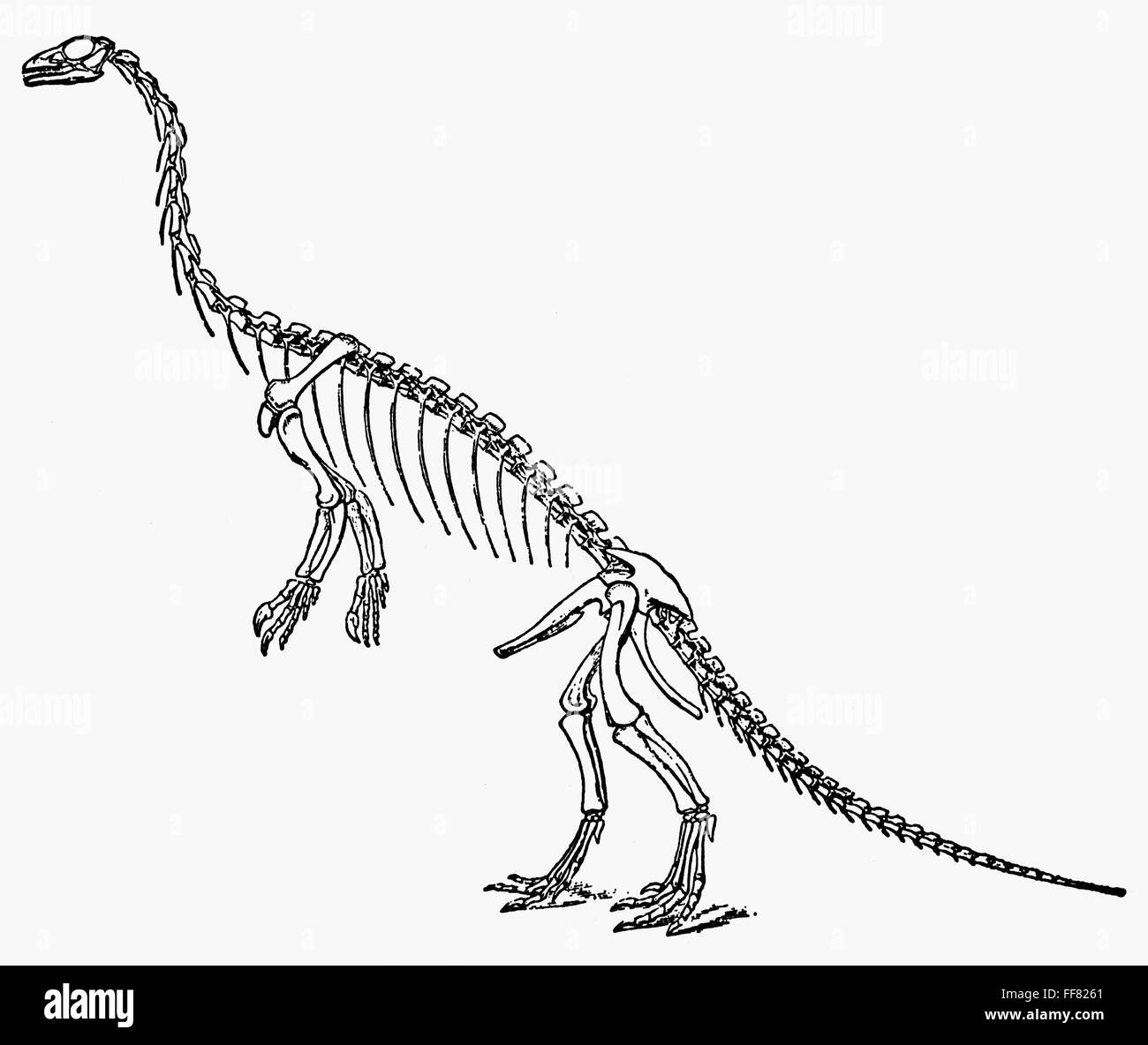 DINOSAUR: ANCHISAURUS. /nSkeleton of the Triassic dinosaur 'Anchisaurus ...