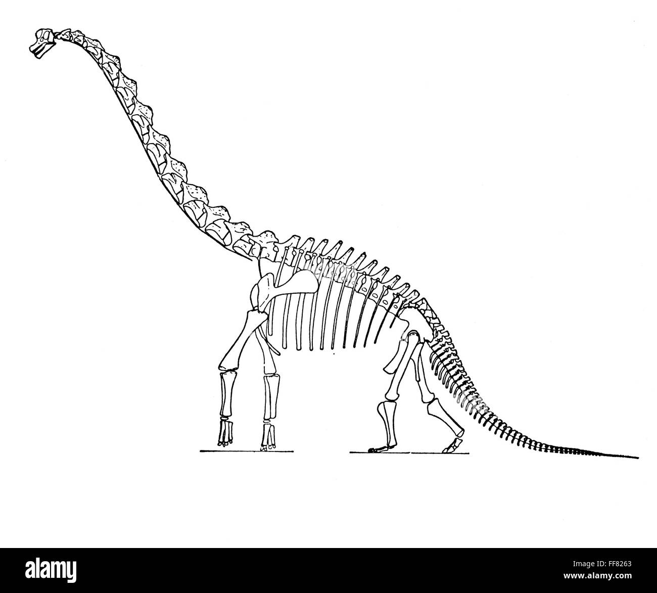 DINOSAUR: BRACHIOSAURUS. /nReconstruction of the skeleton of the ...