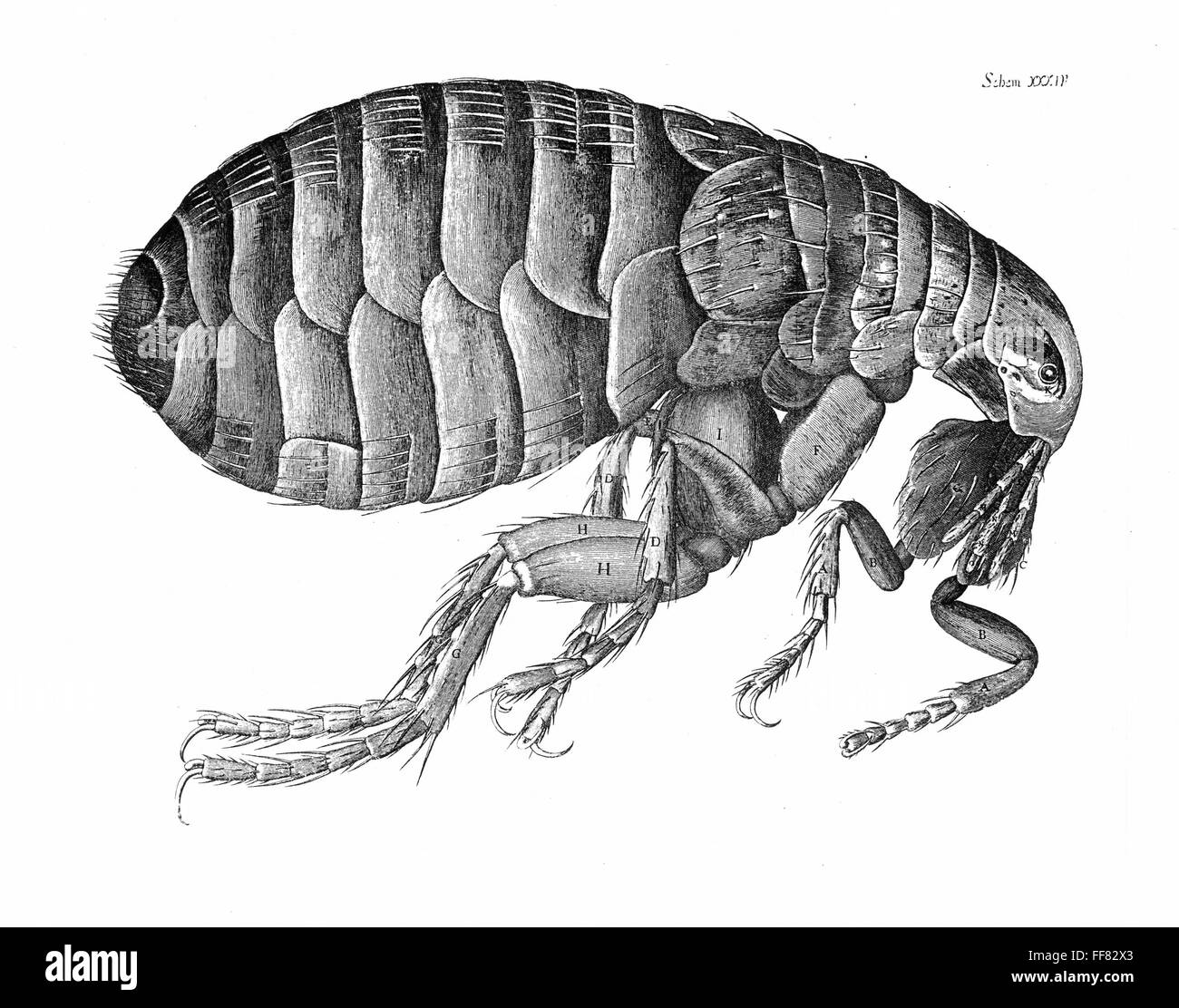 HOOKE: FLEA, 1665. /nA flea, as seen by Robert Hooke with his ...