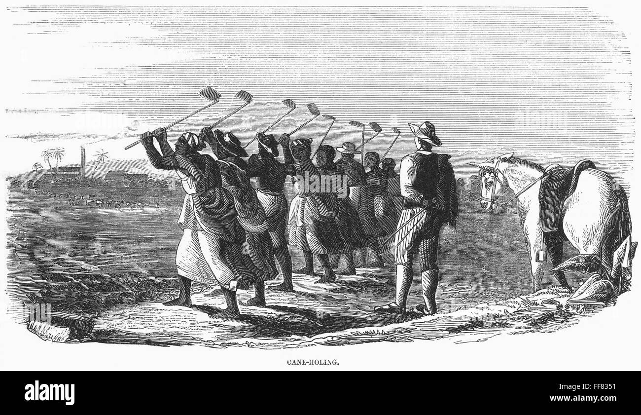 WEST INDIES: PLANTATION. /nSlaves preparing the land for the sugar cane ...
