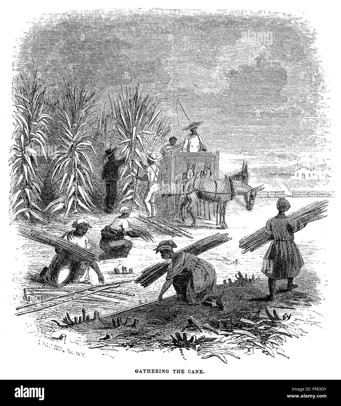 SLAVERY: SUGAR PLANTATION. /n'Gathering the cane.' Wood engraving ...