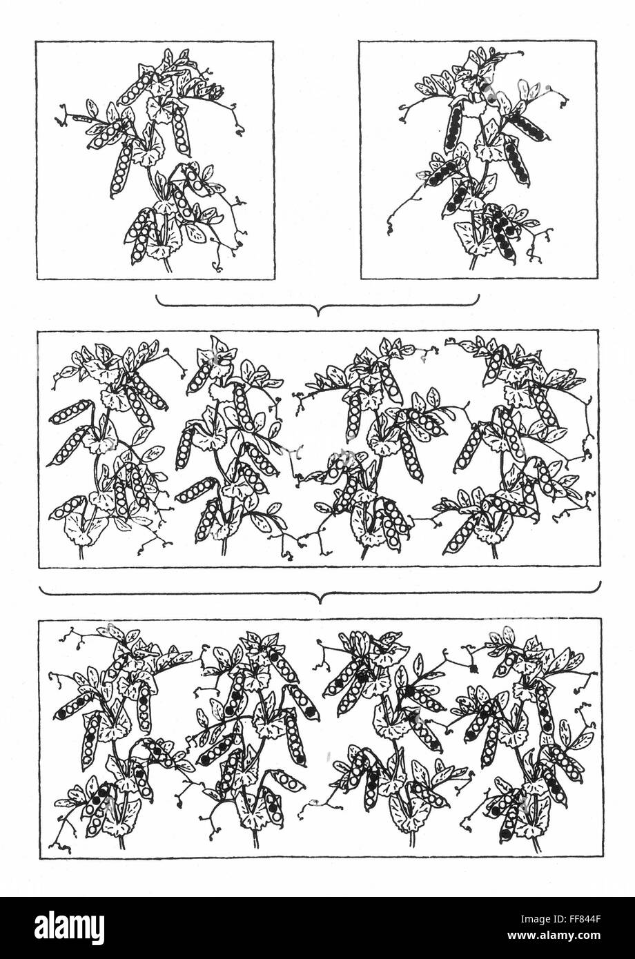 DIAGRAM: GREGOR J. MENDEL /n(1822-1884). Austrian botanist. Diagram of ...