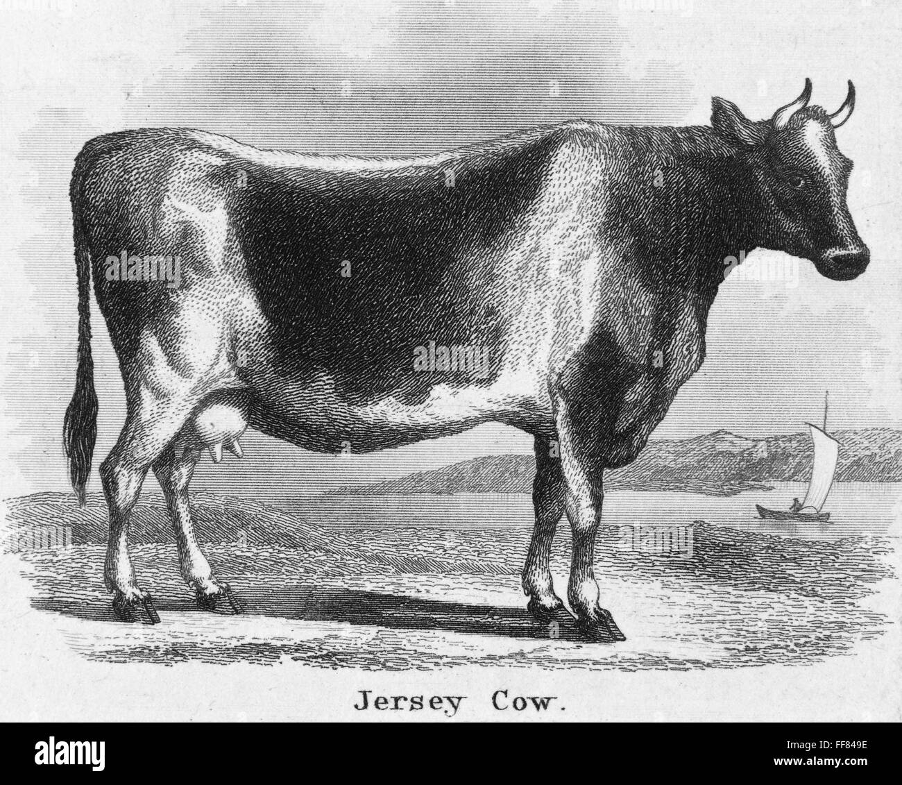 CATTLE, 19th CENTURY. /nJersey cow. Steel engraving, 19th century Stock ...