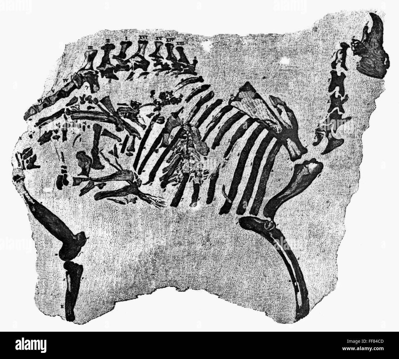 PREHISTORY: FOSSIL. /nFossil of 'Paleotherium Minus,' an ancestor of ...