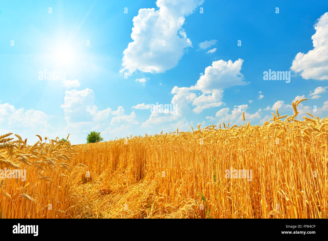 Wheat field in summer countryside Stock Photo - Alamy