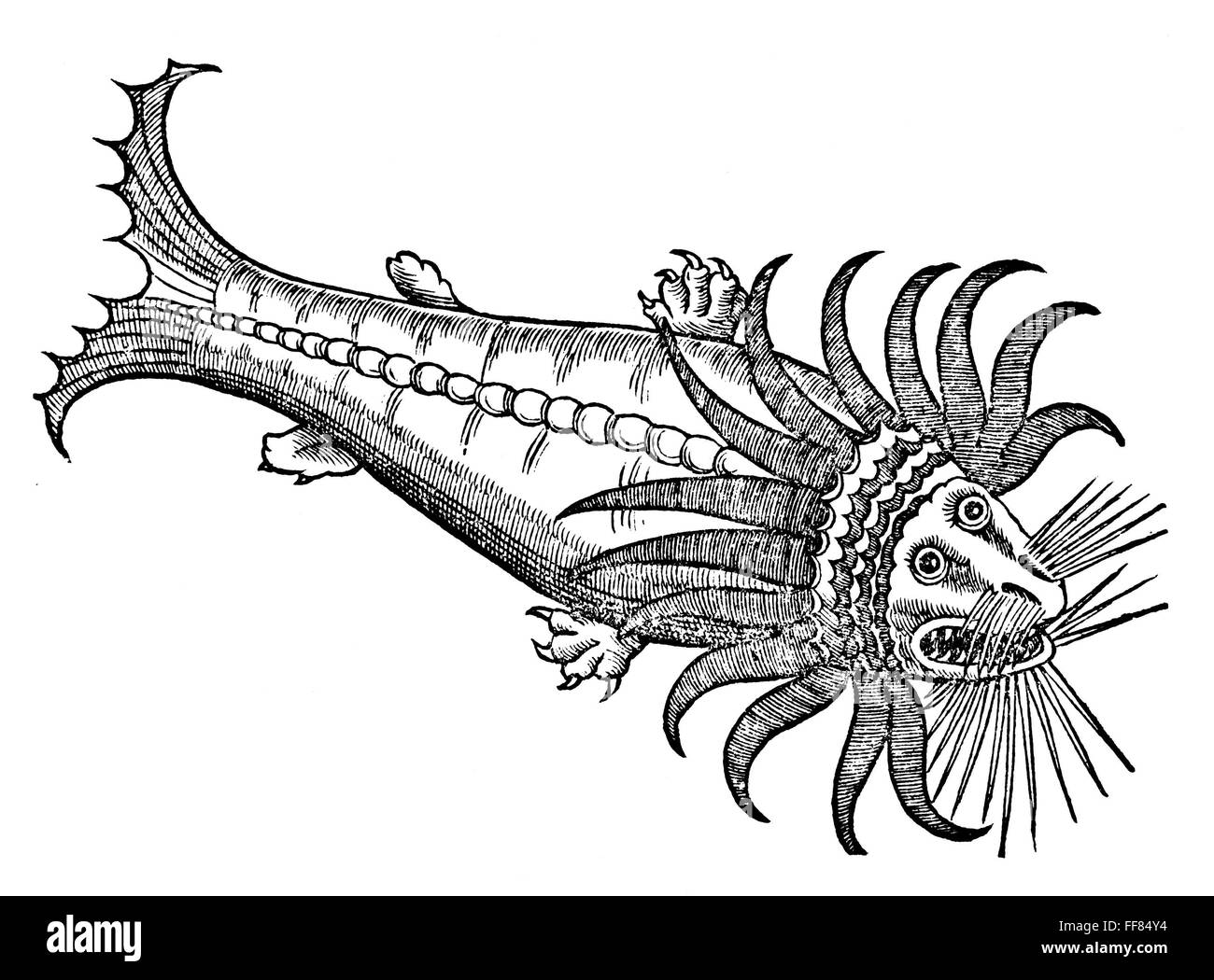 BEARDED WHALE. /nThe 'Bearded Whale' reported by Olaus Magnus. Woodcut ...