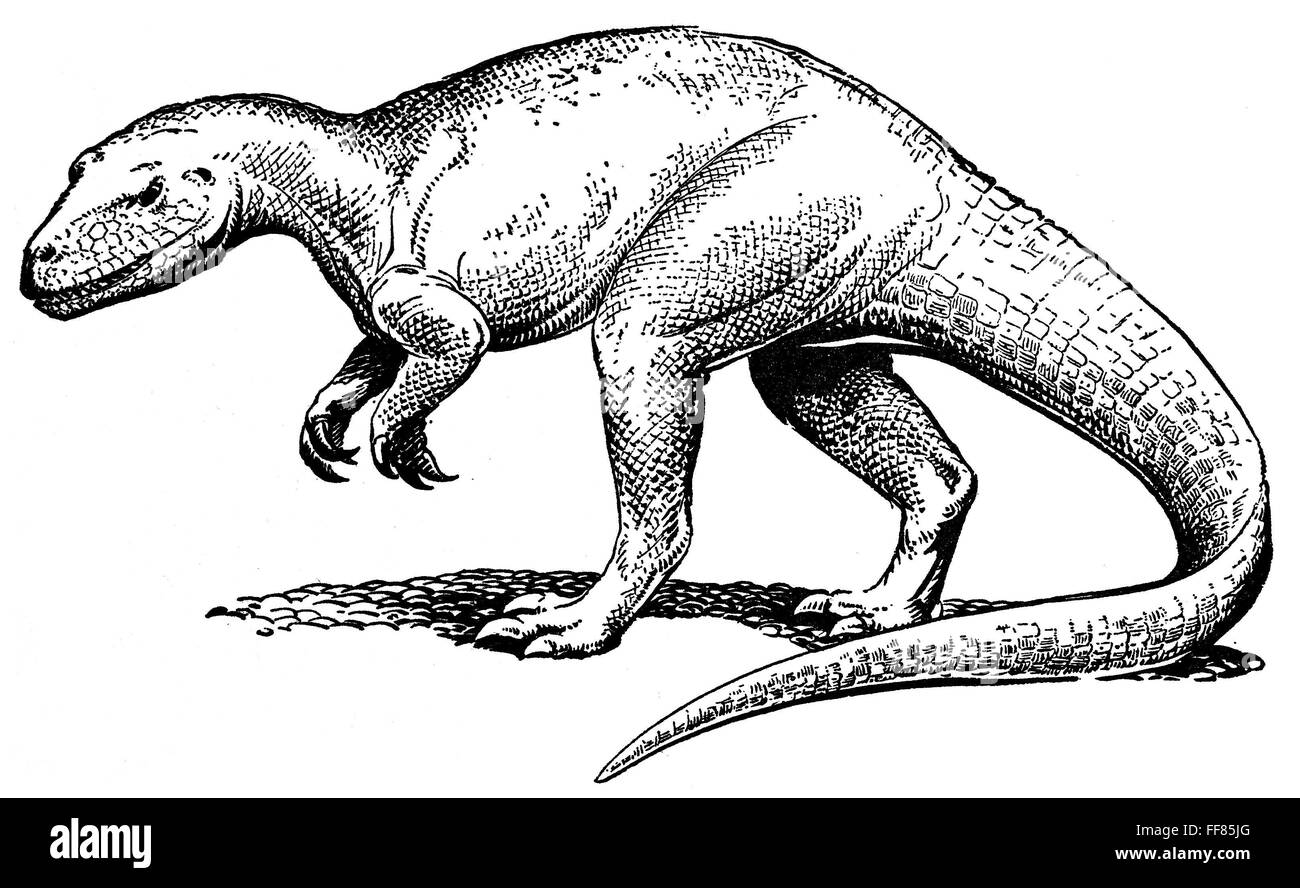 DINOSAUR: ALLOSAURUS. /nReconstruction of the Jurassic period bipedal ...