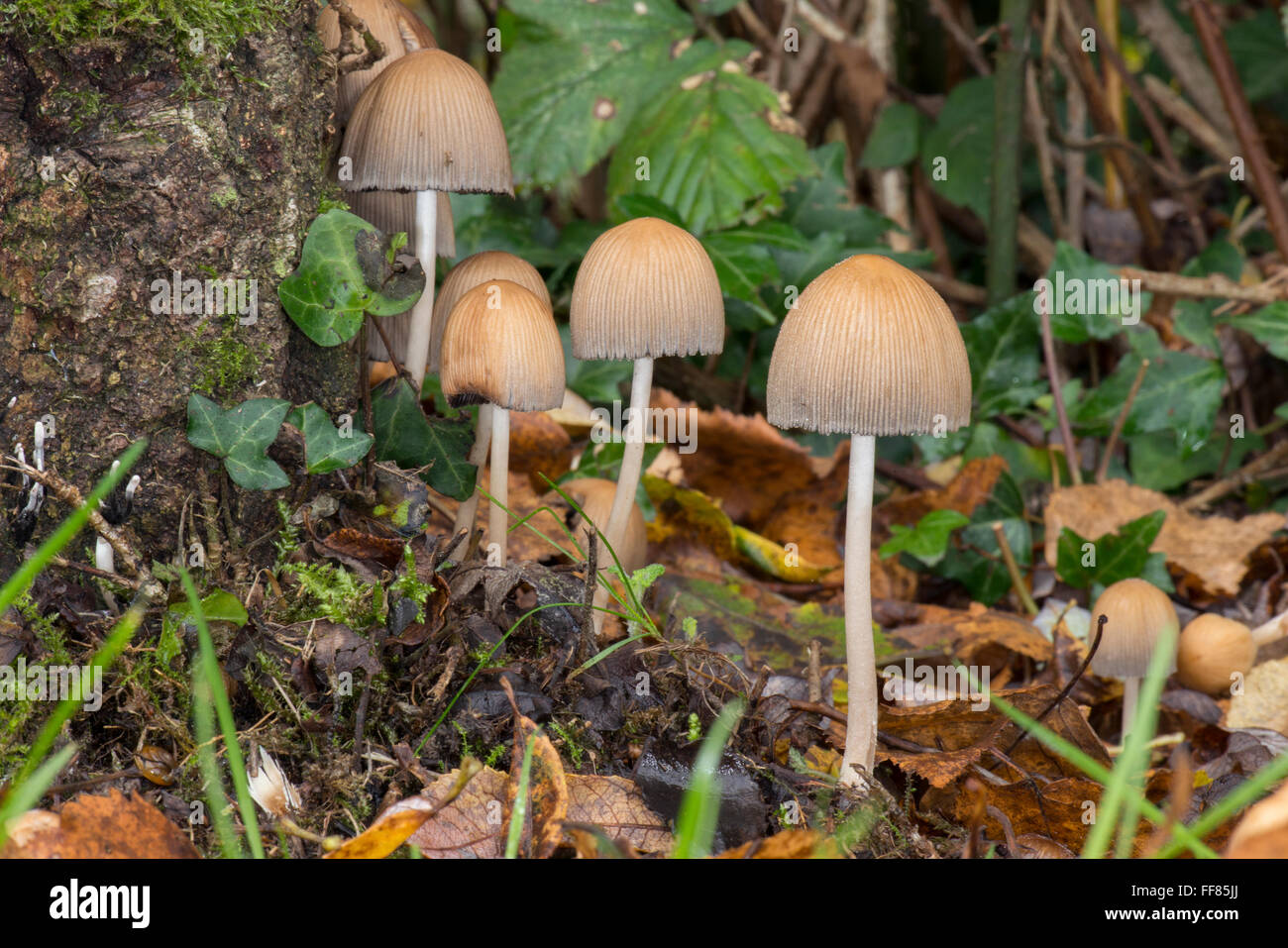 Coprinus disseminatus or copriellus disseminatus Stock Photo - Alamy