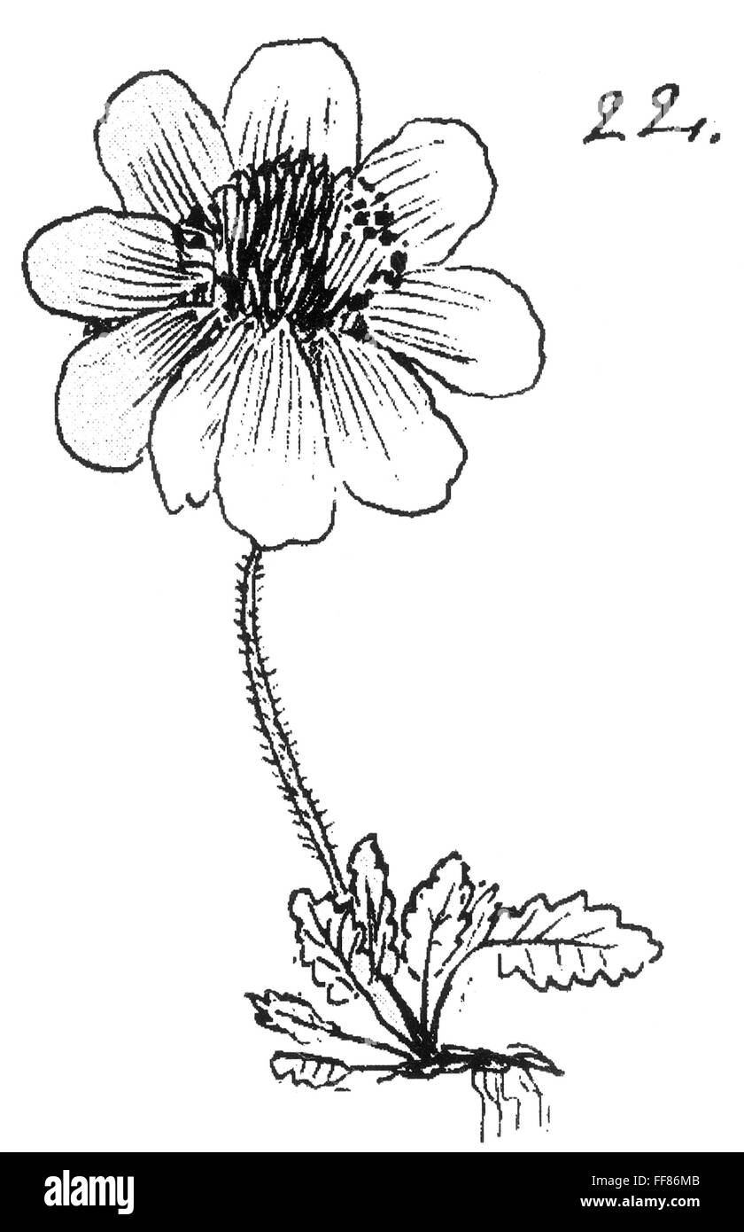 LINNAEUS: ILLUSTRATION. /nCarolus Linnaeus (1707-1778), Swedish ...