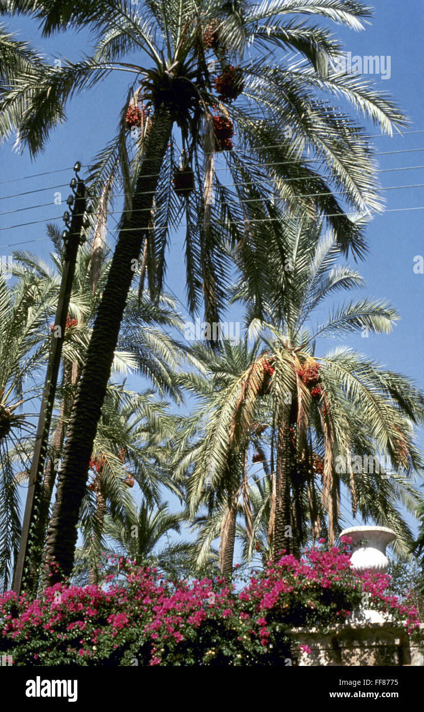 LEBANON: DATE PALMS. /nDate palms in the garden of the residence of the ...