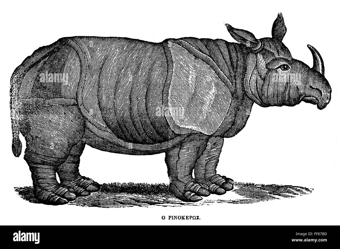 RHINOCEROS. /nLine engraving, Greek, early 19th century Stock Photo - Alamy
