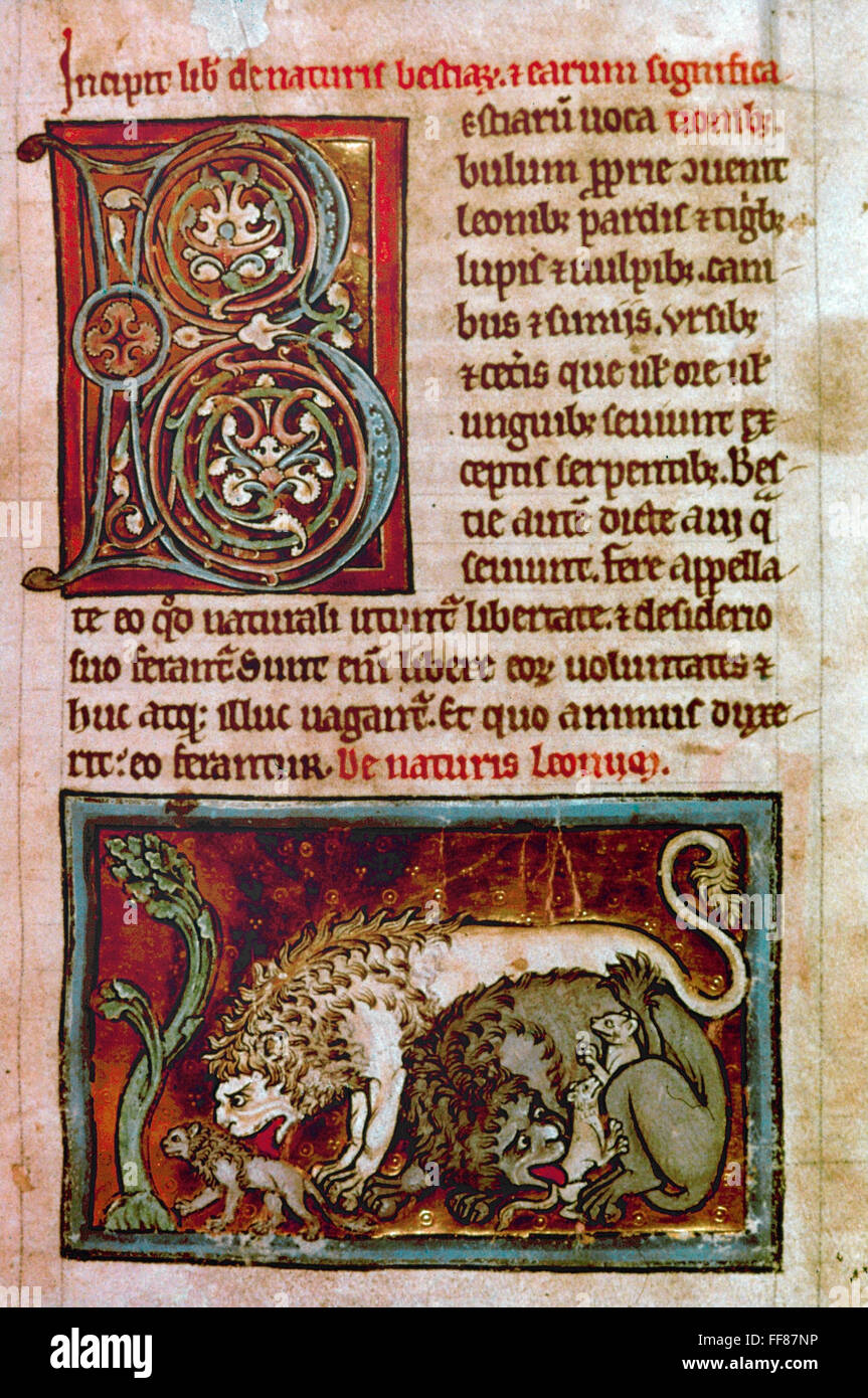 BESTIARY: LION. /nManuscript illumination of an initial B and a lion ...