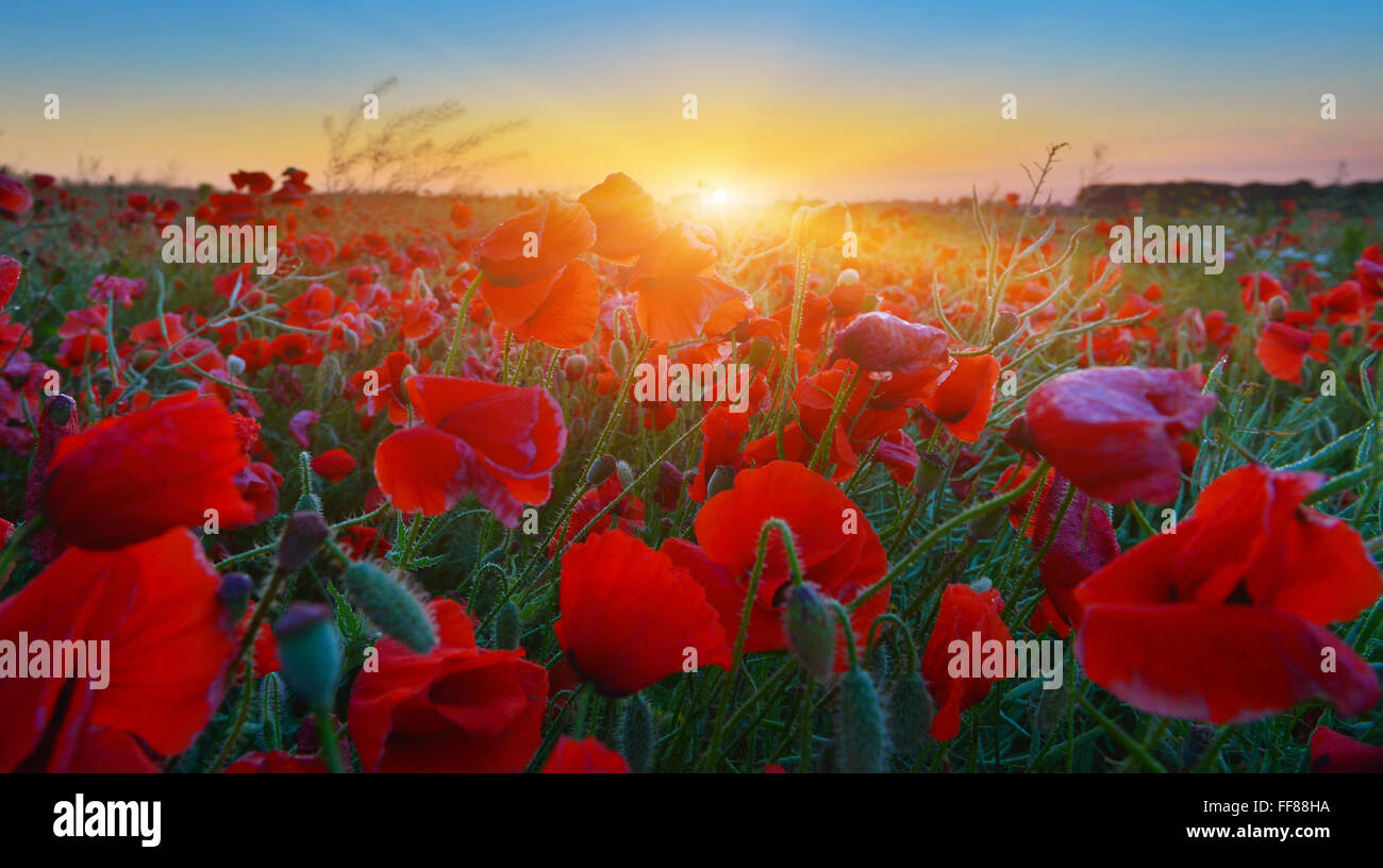 Poppy land hi-res stock photography and images - Alamy