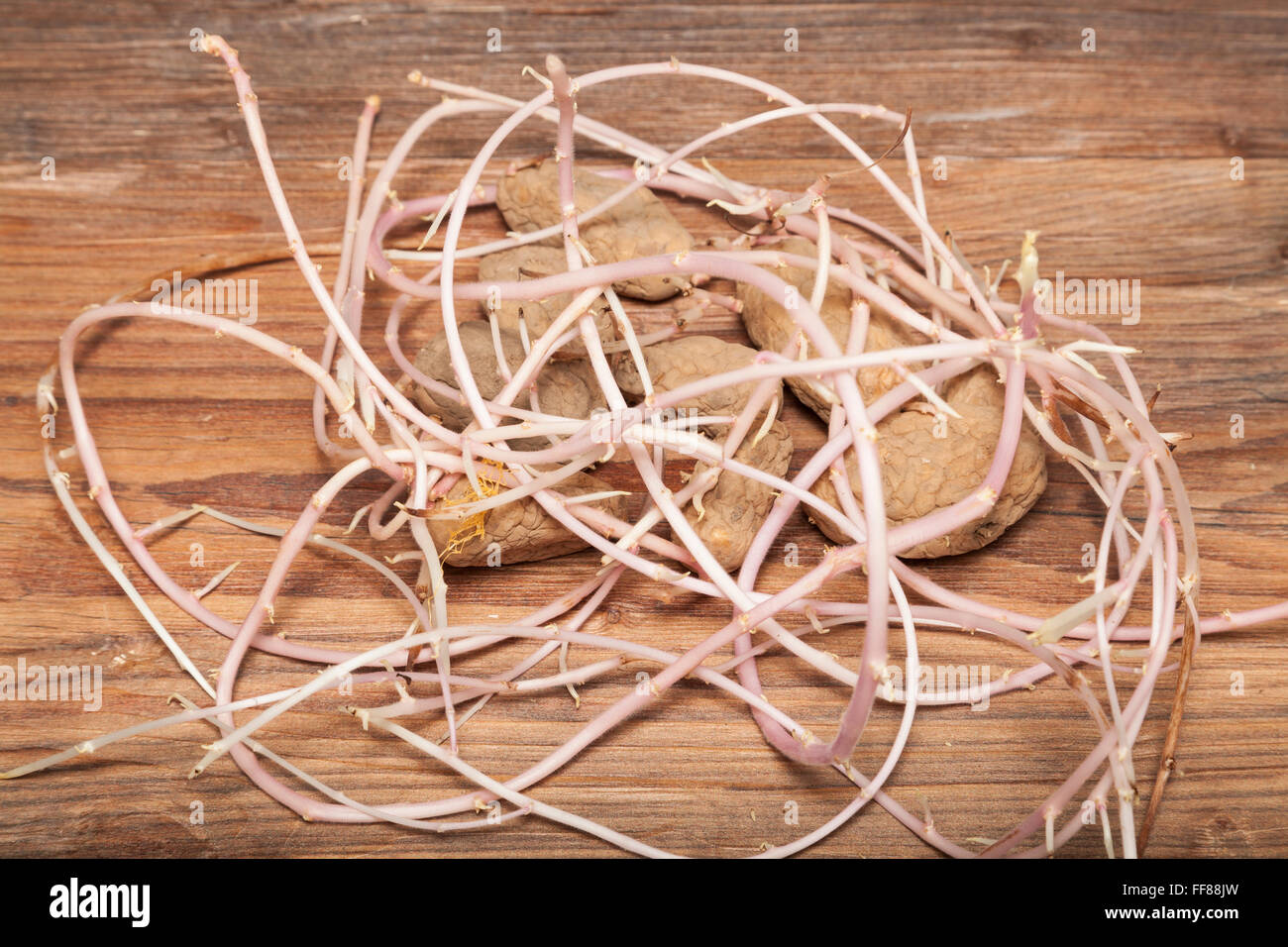 Potato germ hi-res stock photography and images - Alamy