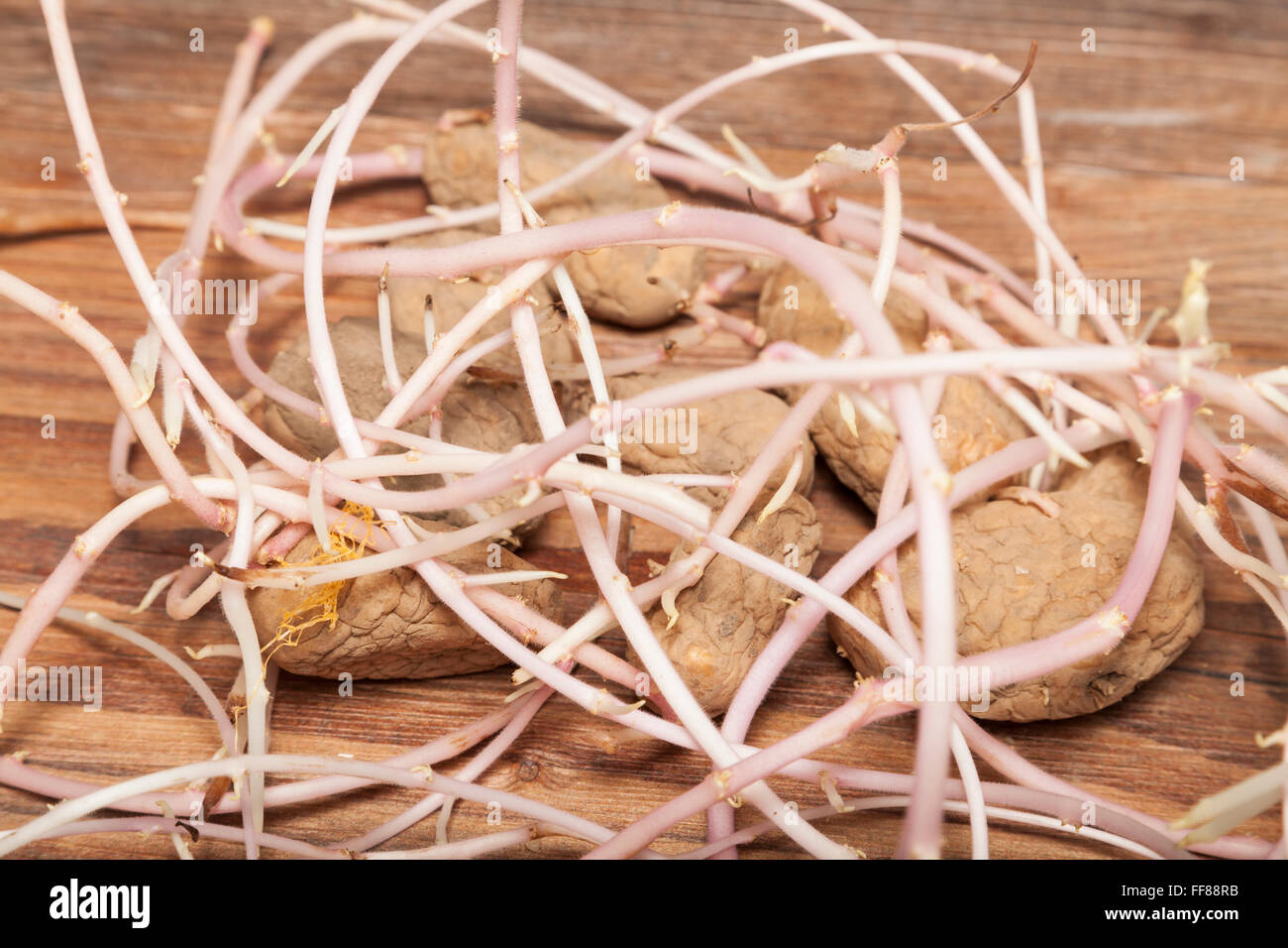 Germ transmission hi-res stock photography and images - Alamy