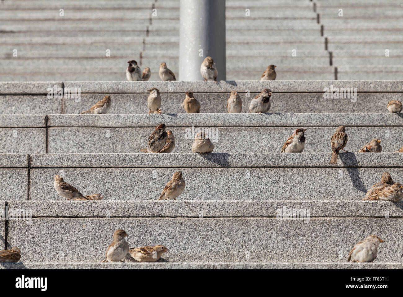 sparrows on steps Stock Photo - Alamy