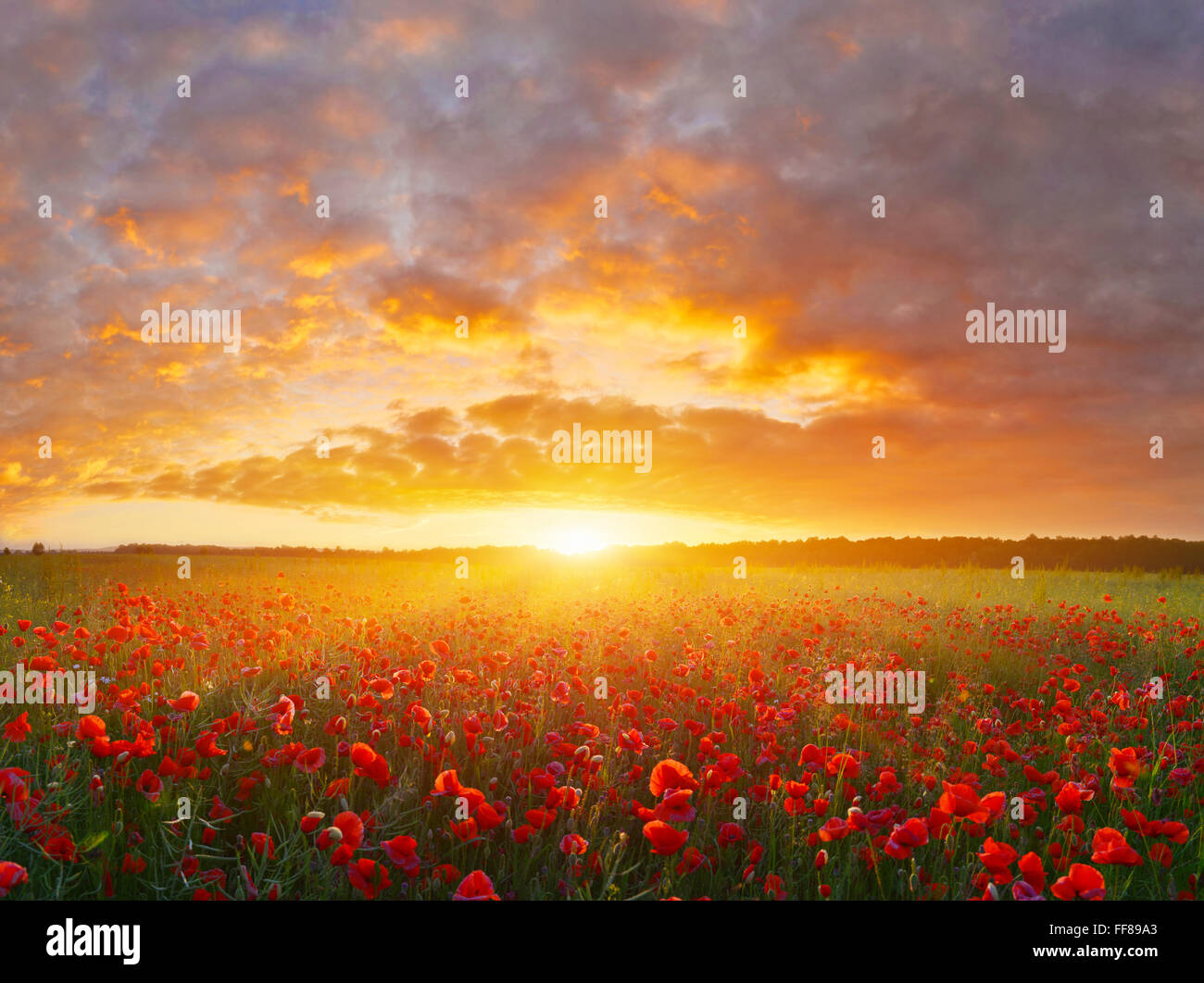 Poppy field at sunrise Stock Photo - Alamy